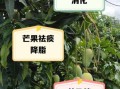 吃芒果的坏处有哪些_芒果吃多了会怎样