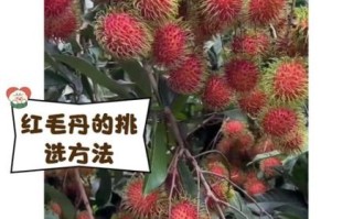 红毛丹上火还是降火_红毛丹吃了会上火吗