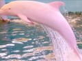 粉色海豚在哪里生活_粉色海豚为什么会变粉色