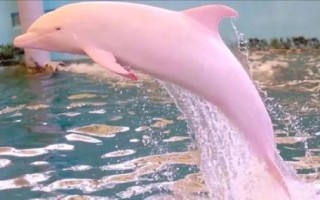 粉色海豚在哪里生活_粉色海豚为什么会变粉色