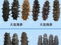 山东海参和辽参的区别_哪个好