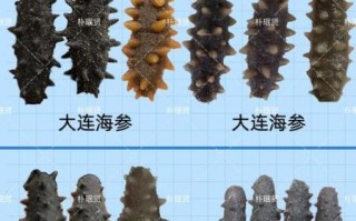 山东海参和辽参的区别_哪个好