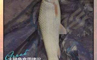 鲮鱼不能和什么一起吃_鲮鱼食用禁忌有哪些