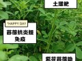 苜蓿菜的功效与禁忌_什么人不能吃