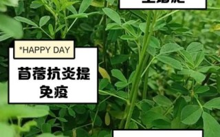 苜蓿菜的功效与禁忌_什么人不能吃