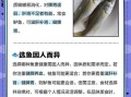 鲈鱼桂鱼哪个更营养_区别功效全解析