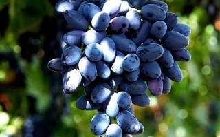 黑美人葡萄多少钱一斤_黑美人葡萄好吃吗