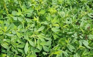 苜蓿芽别名叫什么_苜蓿芽和紫花苜蓿芽区别