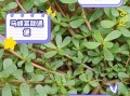 马蜂菜怎么做好吃_马蜂菜的做法大全
