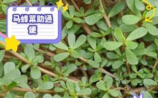 马蜂菜怎么做好吃_马蜂菜的做法大全