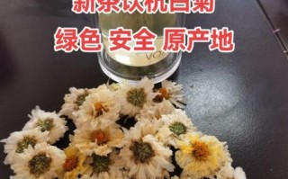 杭白菊花的功效与作用_杭白菊怎么喝最养肝明目