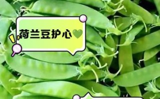 荷兰豆和豌豆一样吗_区别与营养价值
