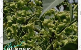 杜仲树皮的功效与作用_杜仲树皮怎么泡水喝