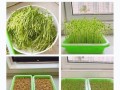 豌豆芽苗菜怎么种_豌豆芽苗菜种植视频教程