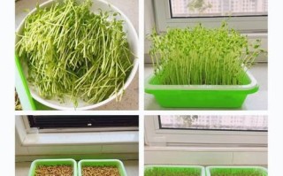 豌豆芽苗菜怎么种_豌豆芽苗菜种植视频教程