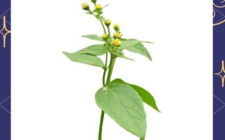 牛膝菊的功效与作用_牛膝菊能治疗哪些疾病