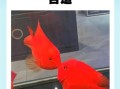 鹦鹉鱼怎么养_鹦鹉鱼水温多少合适