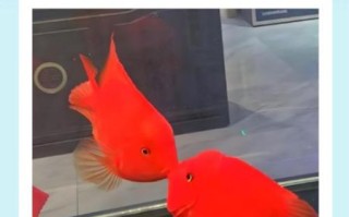 鹦鹉鱼怎么养_鹦鹉鱼水温多少合适
