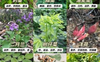 野菜有哪几种_常见野菜种类大全