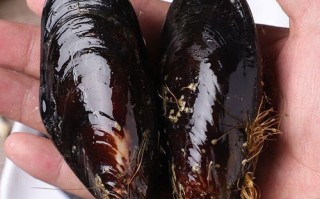 青口贝肚子里黑色的能吃吗_青口贝黑色部分处理方法