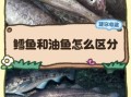 鳕鱼和油鱼的区别_如何一眼分辨真假鳕鱼