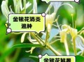 金银花泡水喝治咽炎吗_金银花泡水治咽炎怎么喝