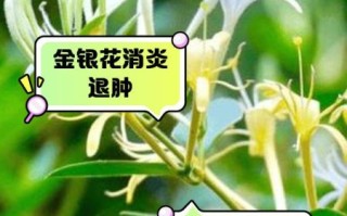 金银花泡水喝治咽炎吗_金银花泡水治咽炎怎么喝