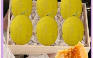 黄金瓜是蔬菜还是水果_黄金瓜属于哪一类