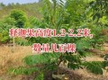 释迦果树怎么种_释迦果树几年结果
