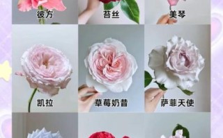玫瑰品种大全_最美玫瑰图片怎么拍