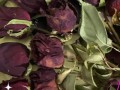 玫瑰花怎么做干花_玫瑰花风干需要多久