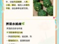 荠菜泡水喝的功效与作用_荠菜泡水喝的禁忌