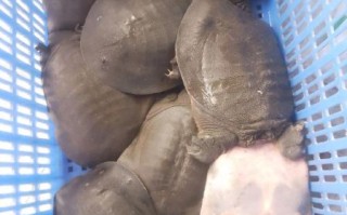 甲鱼蛋白质含量高吗_甲鱼蛋白质多少克