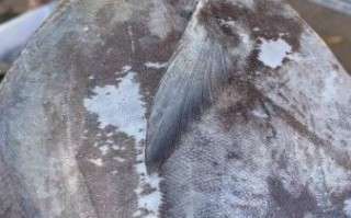 鹰鲳鱼多少钱一斤_鹰鲳鱼价格行情