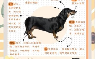 腊肠犬为什么不好养_新手养腊肠犬的注意事项
