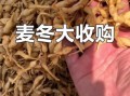 麦冬多少钱一斤_麦冬价格行情
