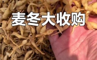 麦冬多少钱一斤_麦冬价格行情