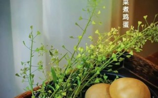 三月三吃荠菜煮鸡蛋的由来_荠菜煮鸡蛋的寓意是什么