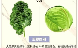 绿甘蓝和圆白菜的区别_哪个更营养