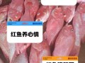 小红鱼吃什么食物_小红鱼多久喂一次