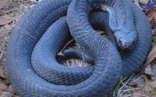 世界最毒的毒蛇第一名是什么_毒性有多强