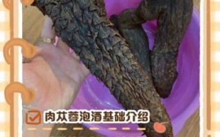 肉苁蓉泡水喝的正确步骤_肉苁蓉泡水一天喝几次