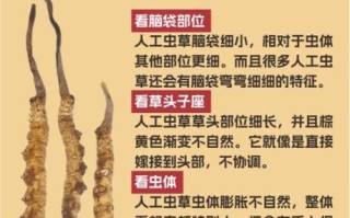 虫草的功效与作用有哪些_虫草主治什么病