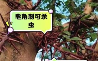 皂角刺的功效与作用_皂角刺的禁忌症有哪些