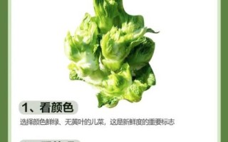 抱儿菜的功效与作用_抱儿菜怎么吃最营养