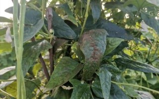 豇豆锈病初期症状_如何识别与防治