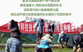 莼菜是哪里的特产_莼菜产地在哪里