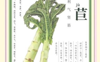 莴苣的营养价值有哪些_莴苣怎么吃最健康