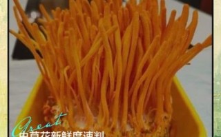 鲜虫草花不焯水会不会中毒_鲜虫草花中毒症状 鲜虫草花不焯水会不会中毒_鲜虫草花中毒症状