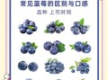 蓝莓哪个品种最好吃_蓝莓品种口感排行